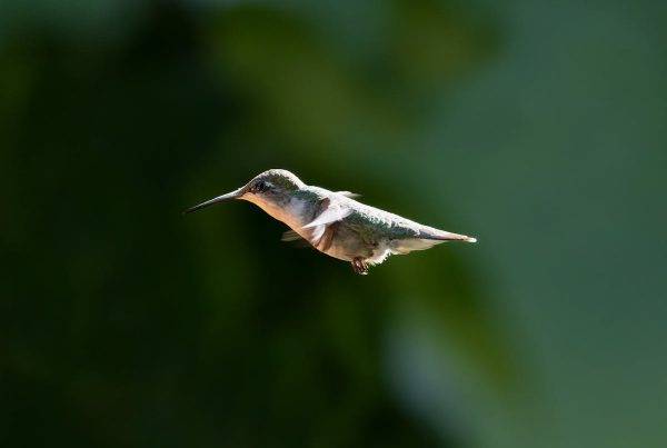 Live 2025 Hummingbird Migration Map for the USA - BirdzFly
