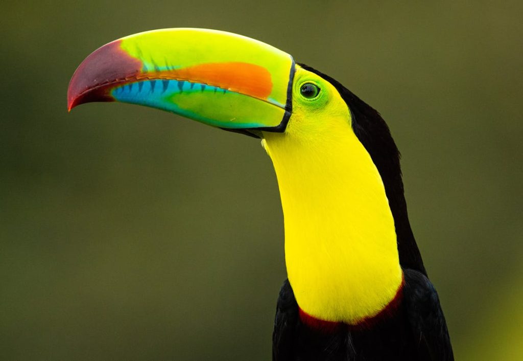 Toucan bird characteristics and species