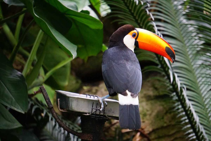 Toucan bird characteristics and species