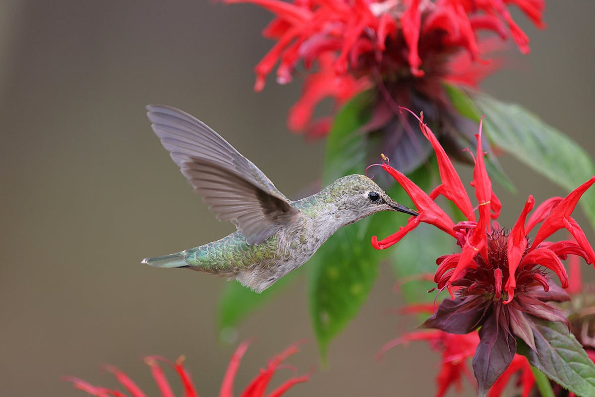 Male vs Female Ruby Throated Hummingbird