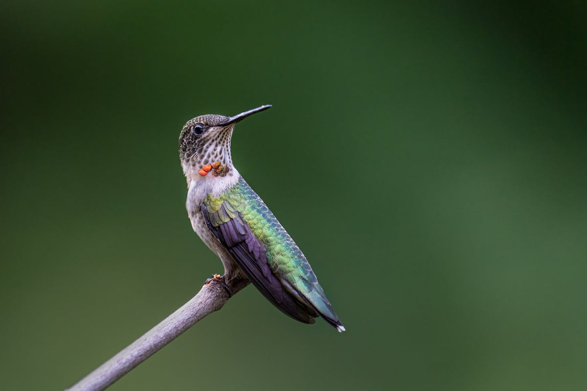 Male vs Female Ruby Throated Hummingbird