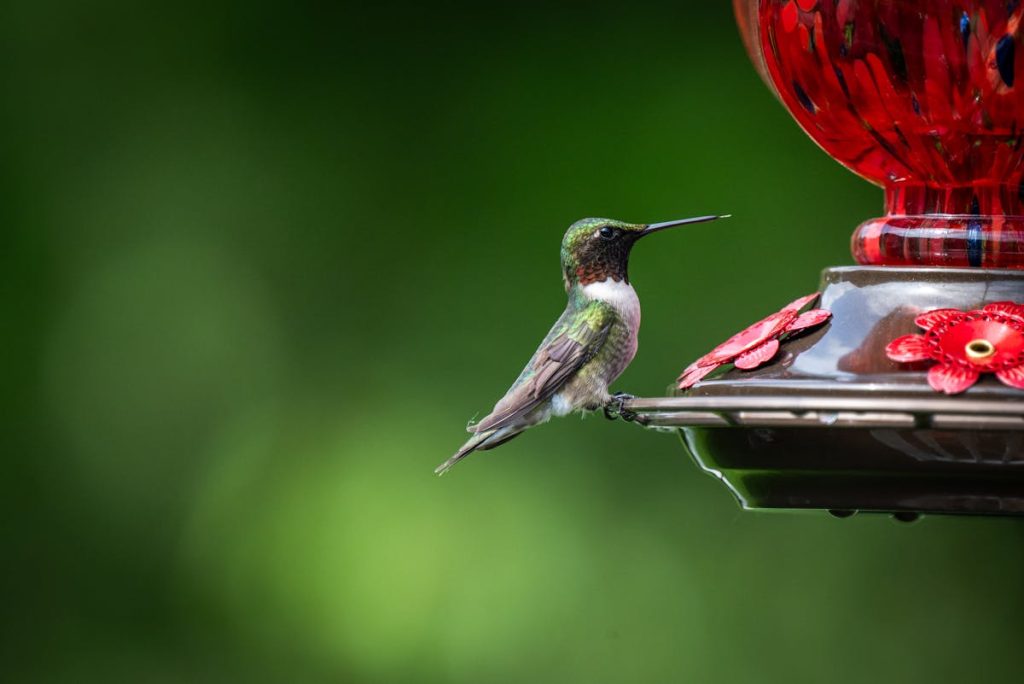 Male vs Female Ruby Throated Hummingbird