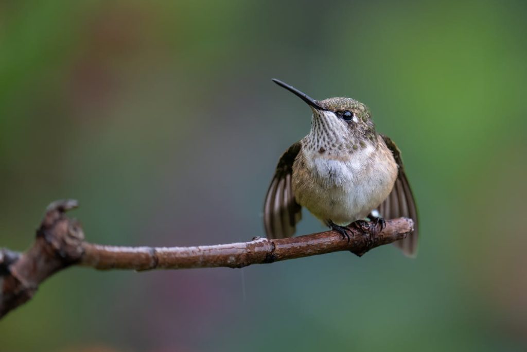 Birds Characteristics – Features, Behavior | BirdzFly