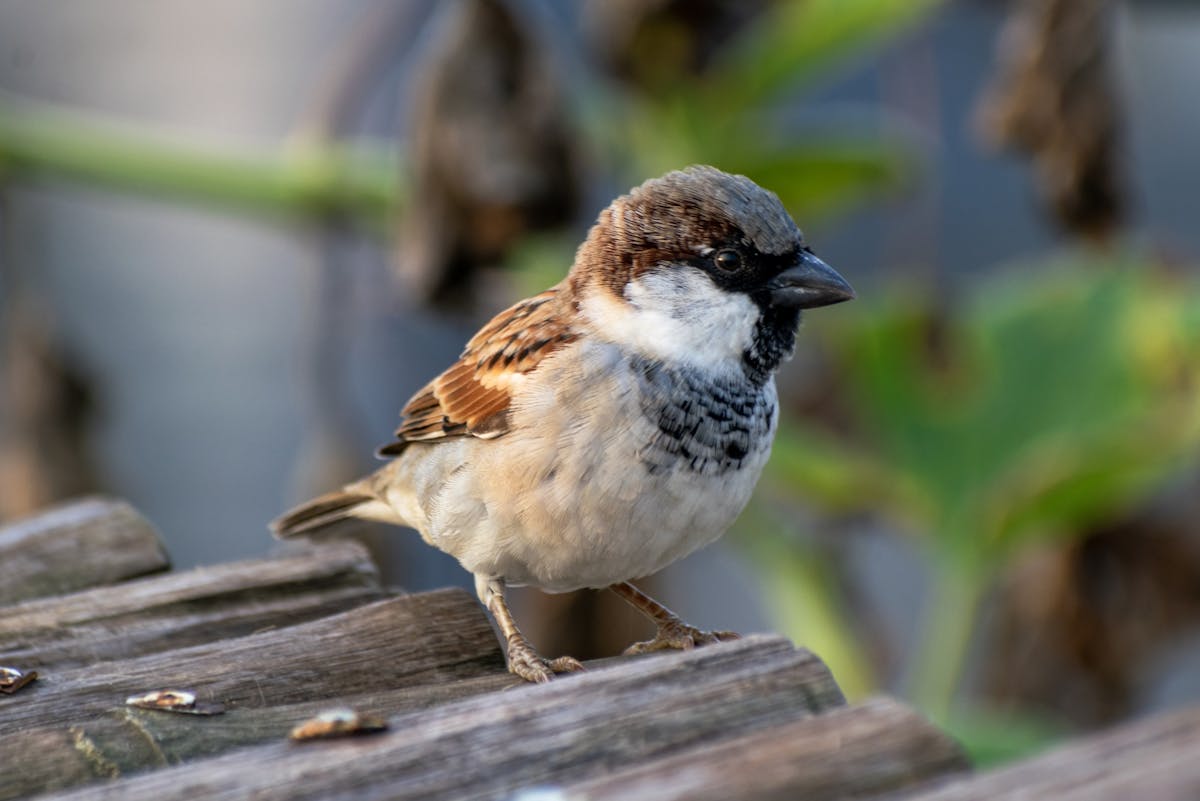 House Sparrow – Facts, Habitat, and Behavior | BirdzFly