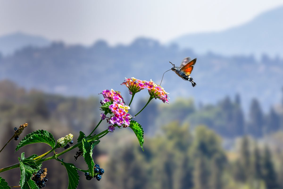 How to Make A Hummingbird and Butterfly Garden?