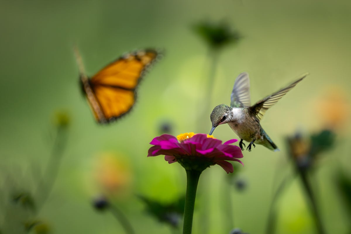 How to Make A Hummingbird and Butterfly Garden?