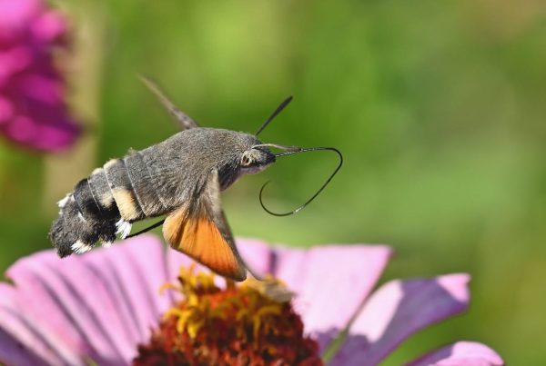 Hummingbirds in ohio map | Track them on this migration map
