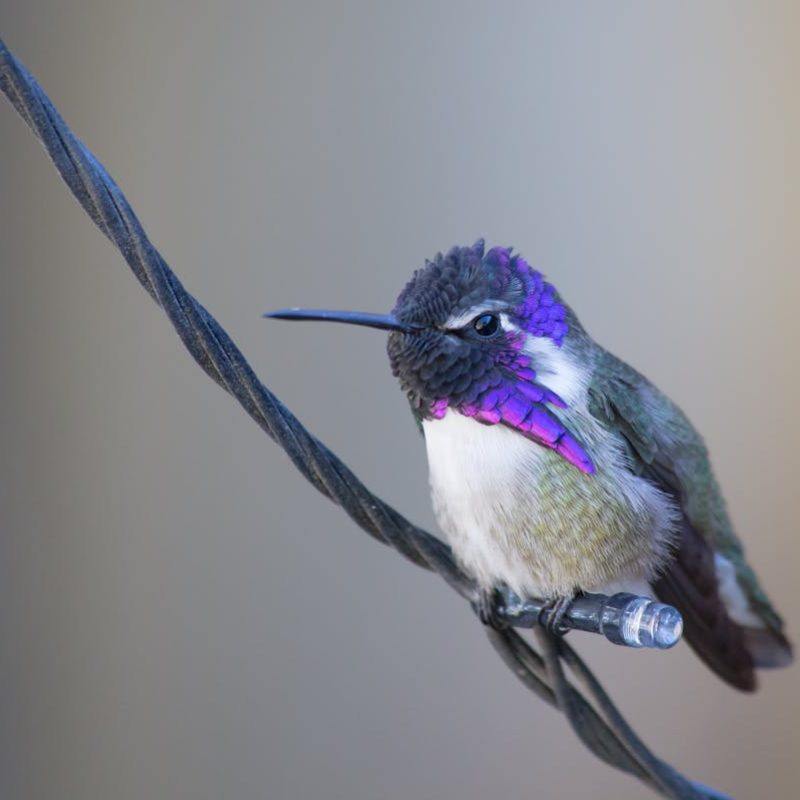 Live 2025 Hummingbird Migration Map for the USA - BirdzFly