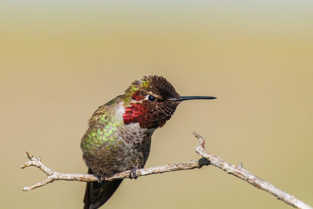 Hummingbirds Fall Migration in Massachusetts : When to Remove Your Feeder