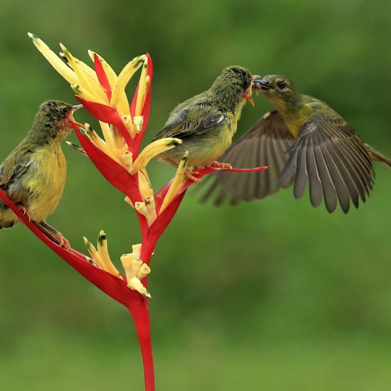 What’s the Right Ratio for Hummingbird Nectar? (And Why)