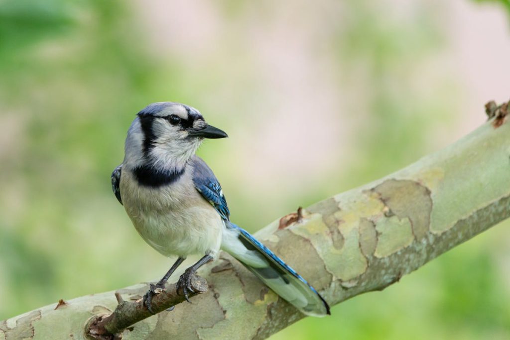 Blue Jay – Facts, Habitat, and Behavior | BirdzFly