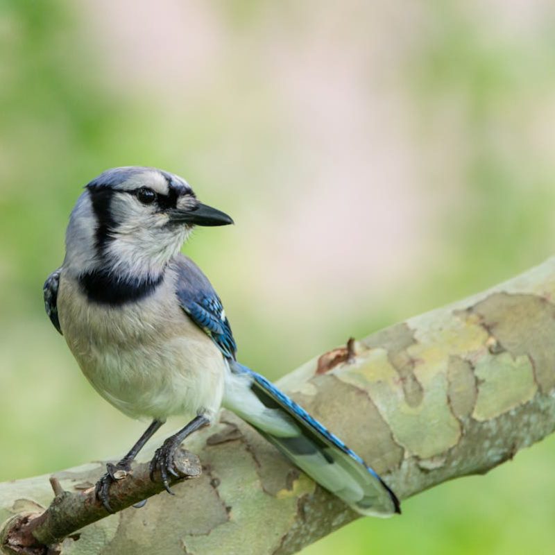 Blue Jay Vs Scrub Jay: Identify, Behavior And Comparison