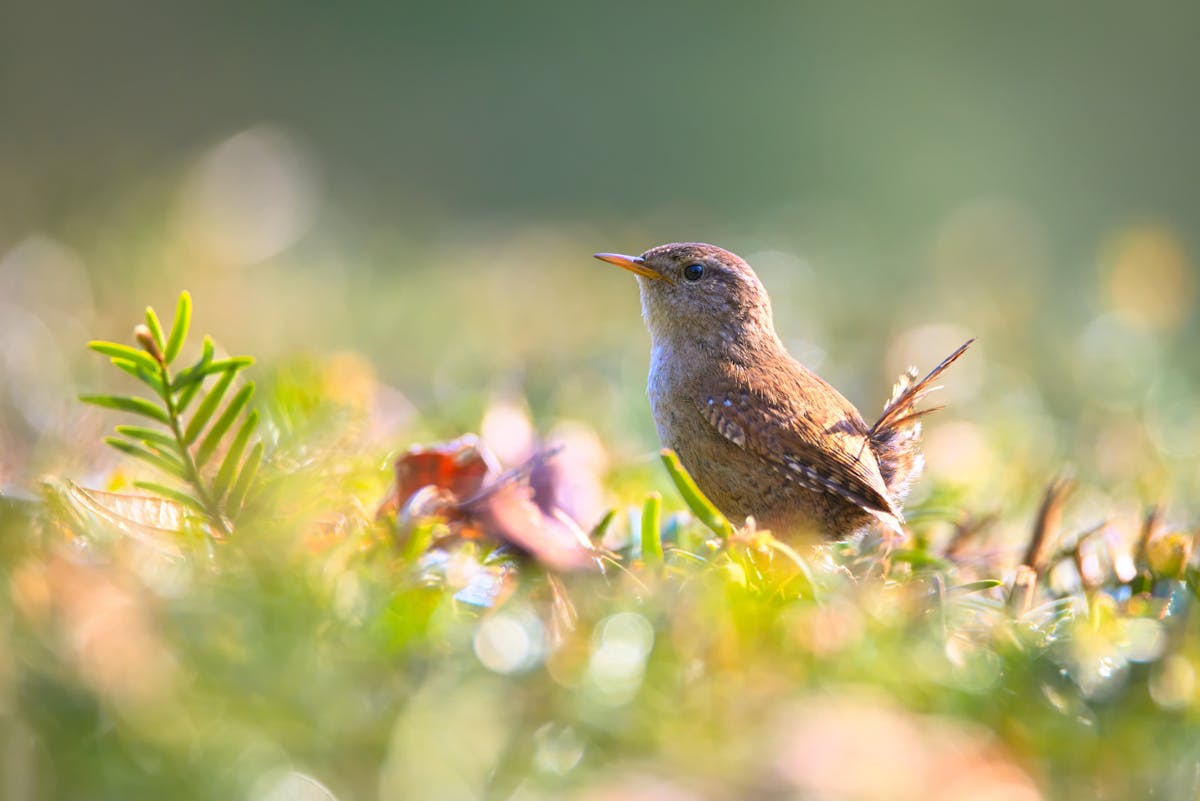 What does a wren bird look like? - BirdzFly