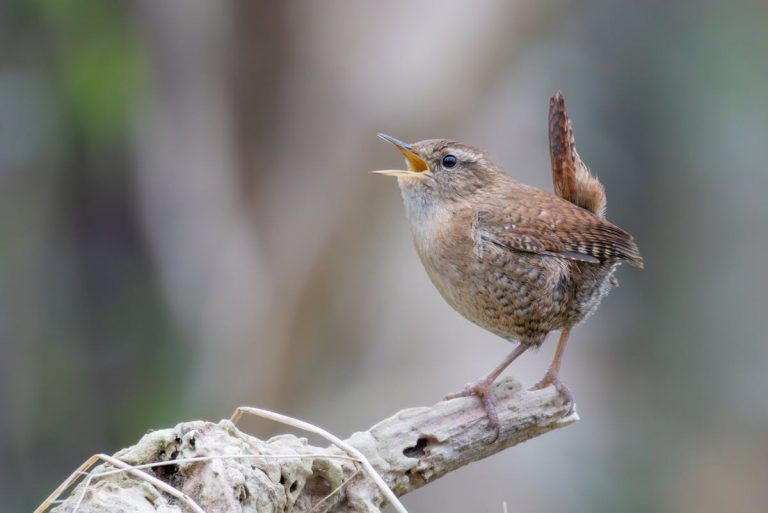 What does a wren bird look like?