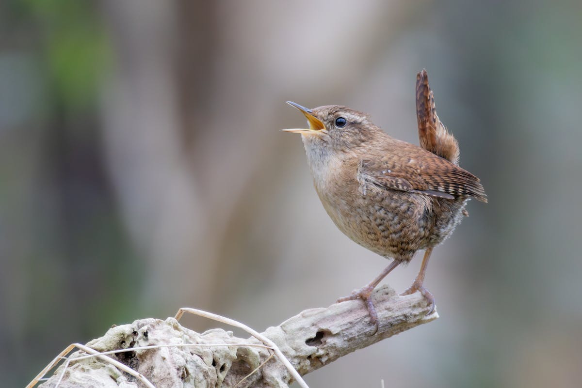 What does a wren bird look like? - BirdzFly