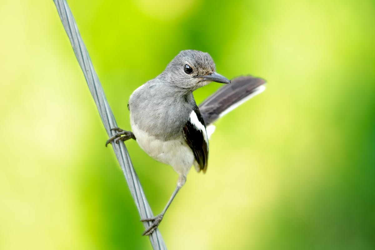 What is a magpie? 21 Interesting Facts