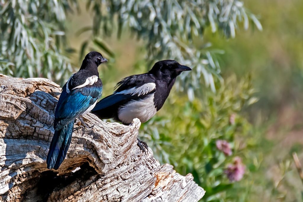 What is a magpie? 21 Interesting Facts