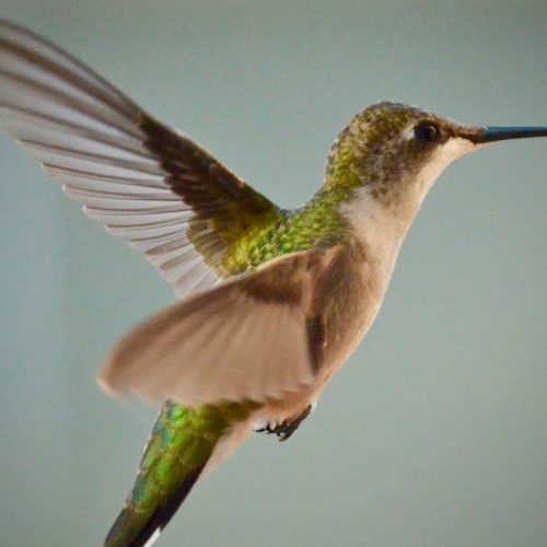 Live 2025 Hummingbird Migration Map for the USA - BirdzFly