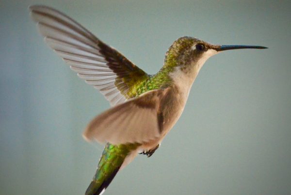 Live 2025 Hummingbird Migration Map for the USA - BirdzFly