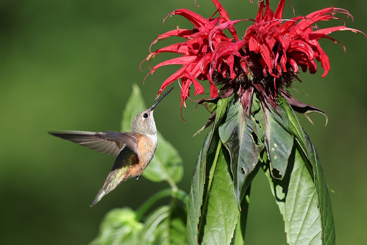 Hummingbird that looks like a bee? Know More