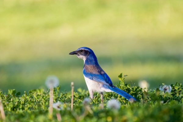 Blue Jay Vs Scrub Jay: Identify, Behavior And Comparison