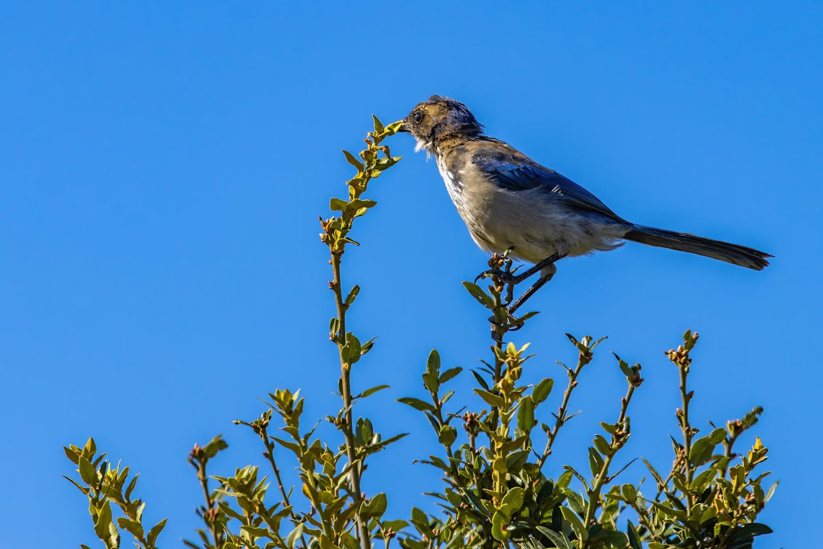 Blue Jay Vs Scrub Jay: Identify, Behavior And Comparison
