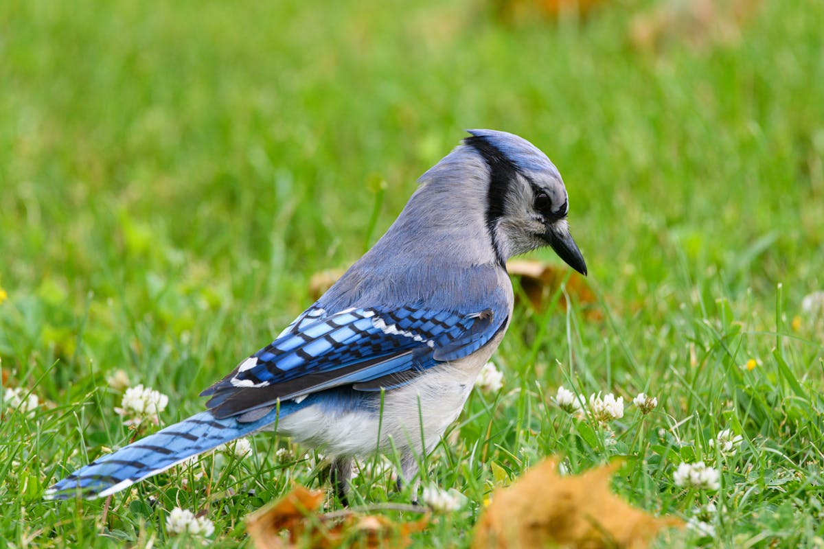 Are Blue Jays Actually Blue? The Natural Trick