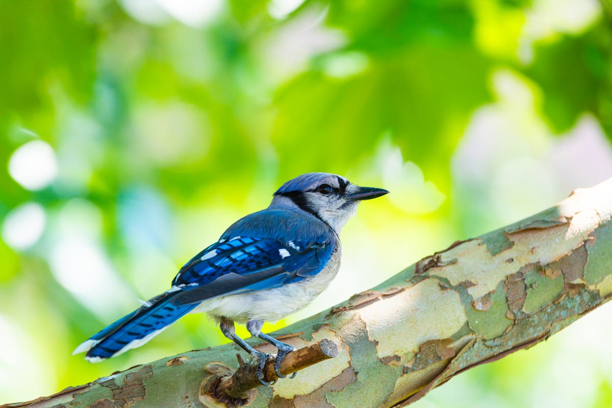 Are Blue Jays Actually Blue? The Natural Trick