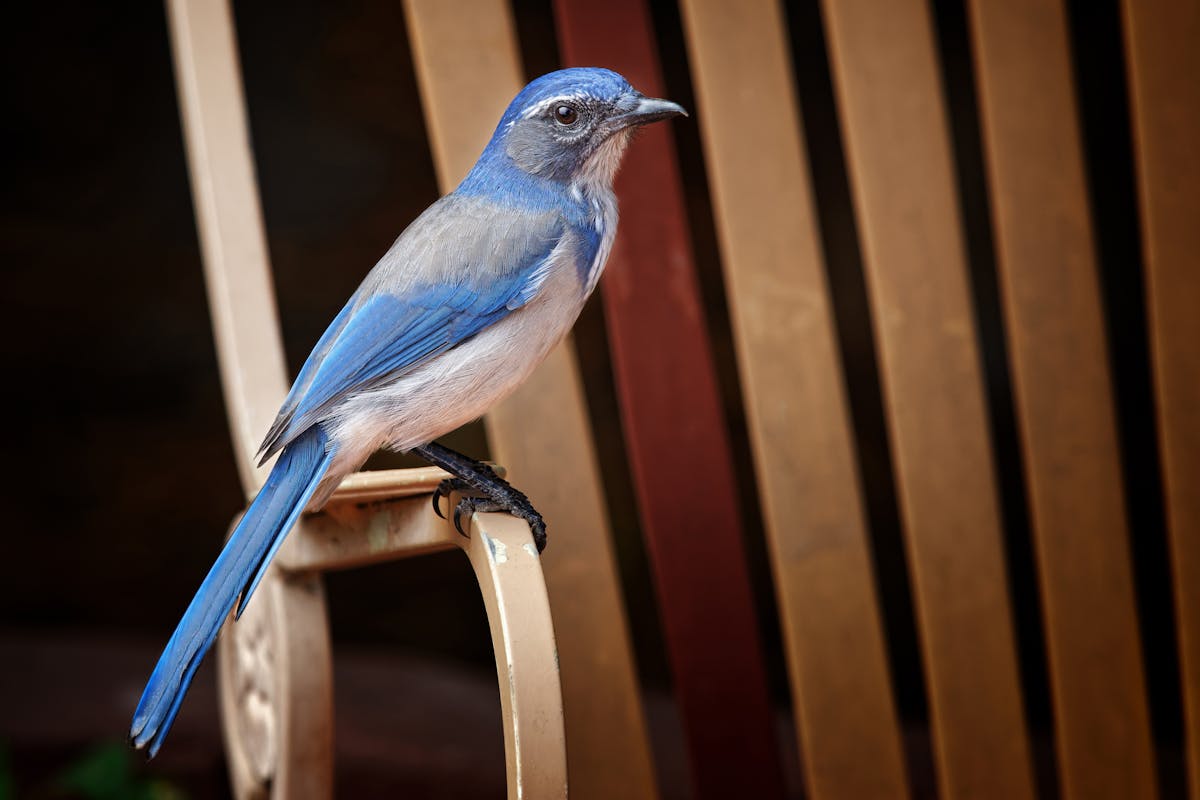 Are Blue Jays Aggressive? Five Fun Facts