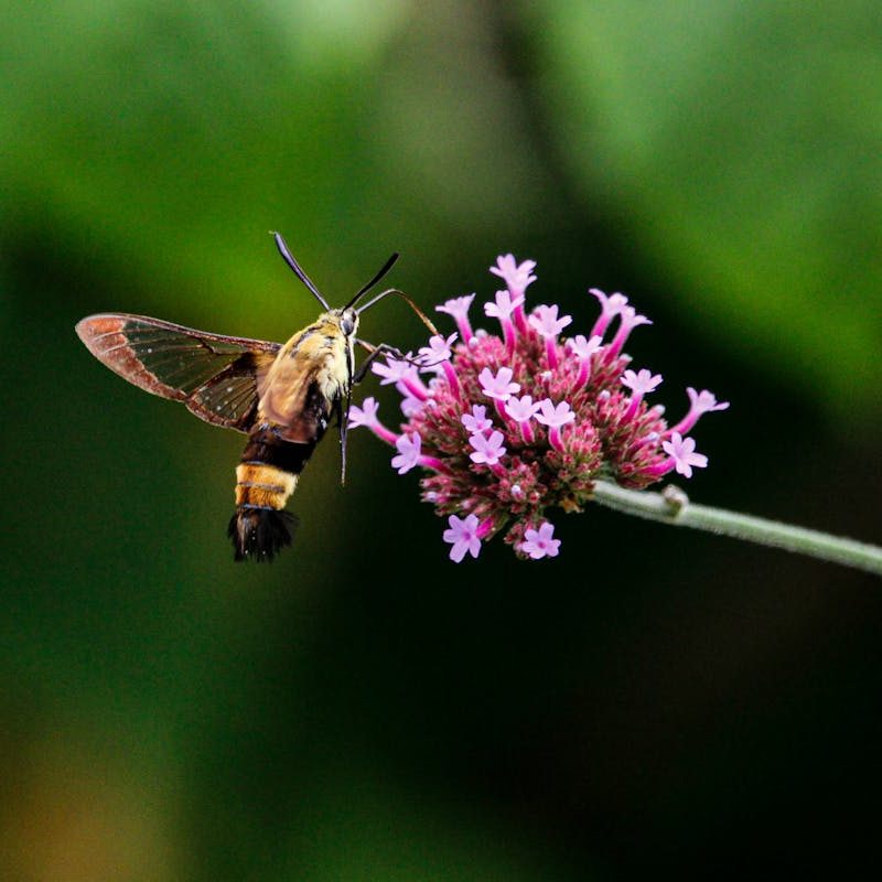 12 Fascinating Facts About Hummingbird Moths
