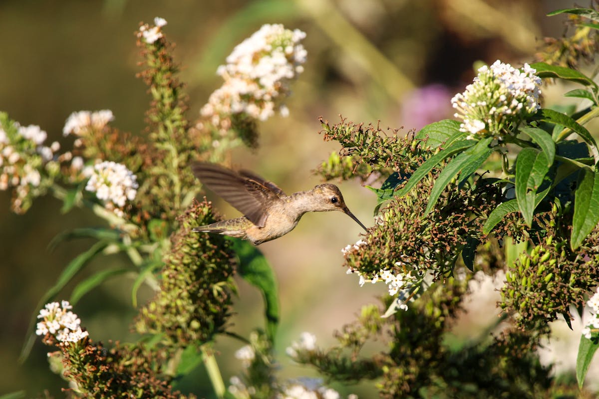 Are Hummingbird Moths Rare? 12 Facts