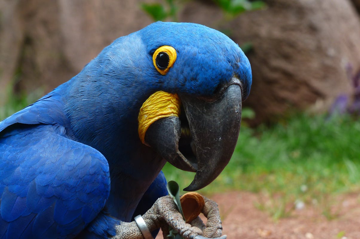 Are blue jay bird endangered? Explained