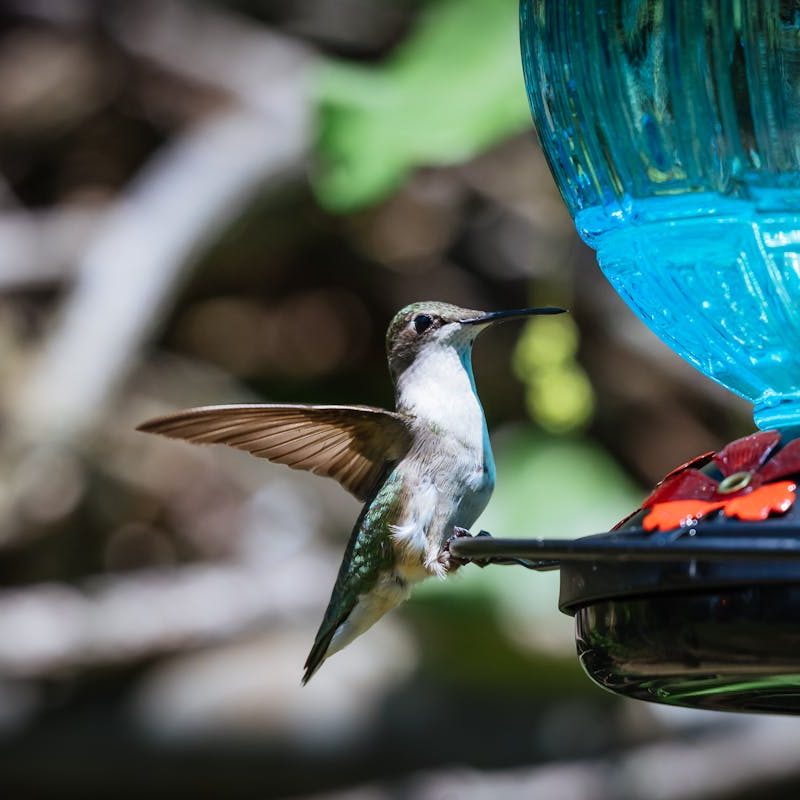 What Foods Do Blue Jays Eat? - BirdzFly