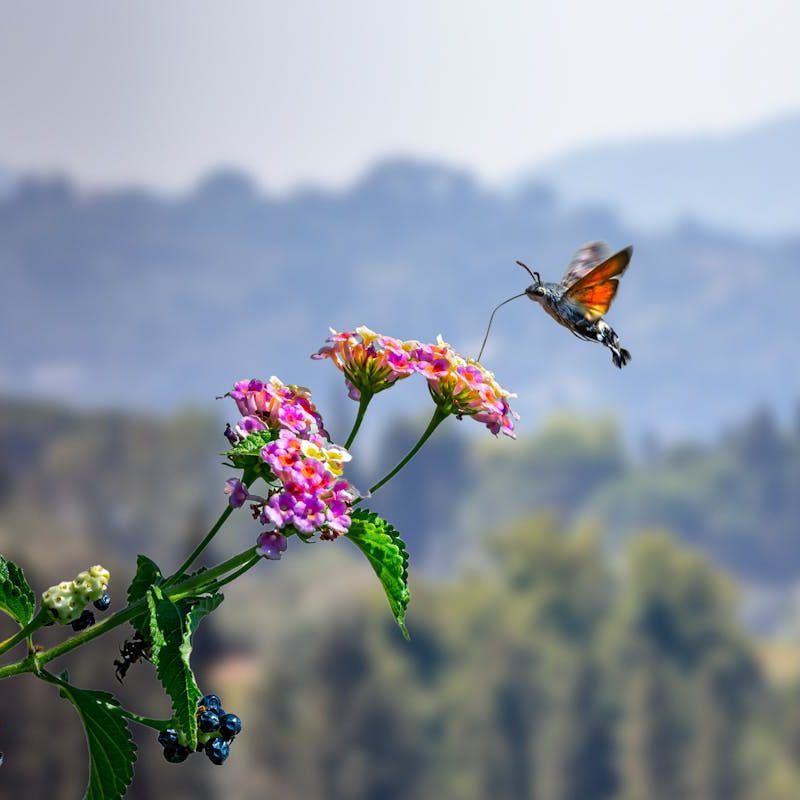 12 Fascinating Facts About Hummingbird Moths