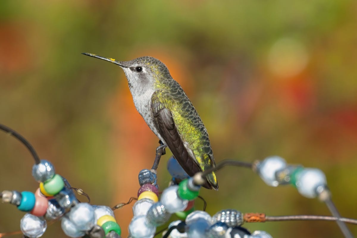 Hummingbird Eggs and Nest Sizes