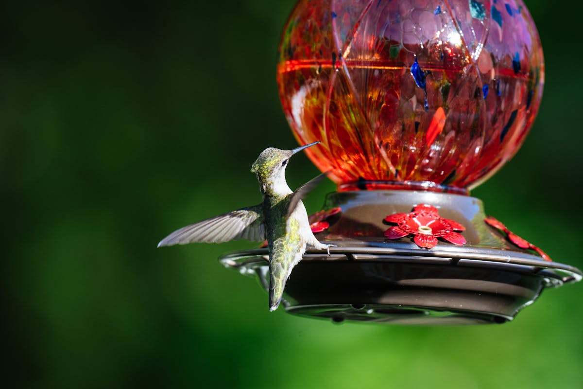 Hummingbird Feeder Recipe : Nectar Steps