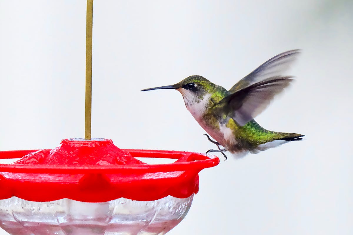Hummingbird Feeder Recipe : Nectar Steps