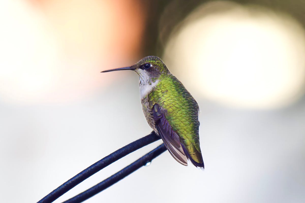 Hummingbird Migration Patterns and Maps - BirdzFly