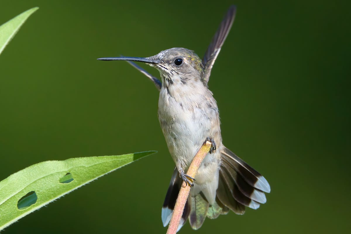 Hummingbird Migration Patterns and Maps - BirdzFly