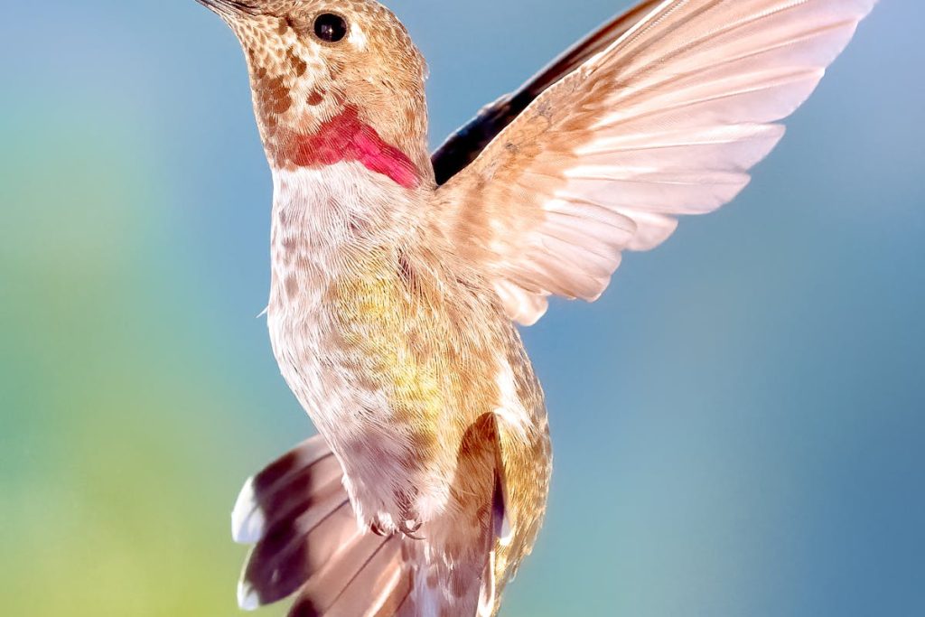 Hummingbird Migration Patterns and Maps - BirdzFly