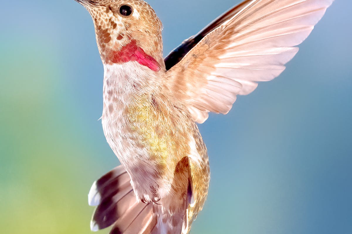Hummingbird Migration Patterns and Maps - BirdzFly