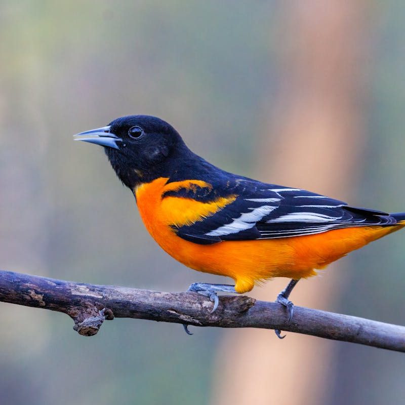 What color is a robin and an American Robin Look Like?