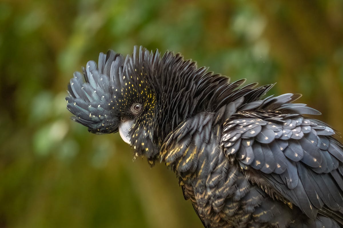 Yellow tailed Black Cockatoo - Characteristics
